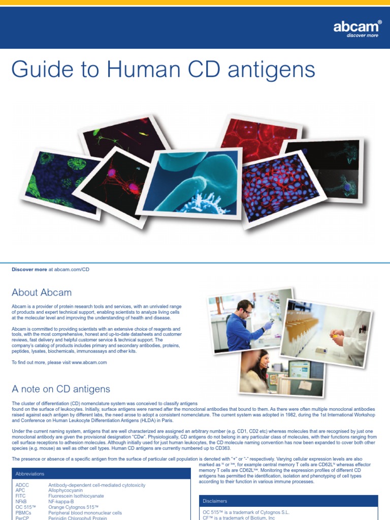 Guide To Human CD Antigens | PDF | T Cell | B Cell