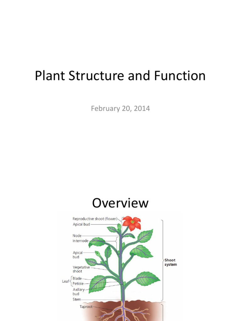 Plants Overview | PDF | Science & Mathematics