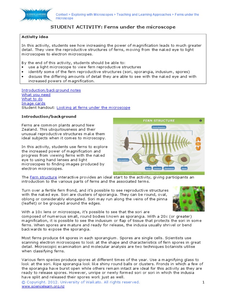 Fern Reproductive Structures Microscopy | PDF | Fern | Microscope