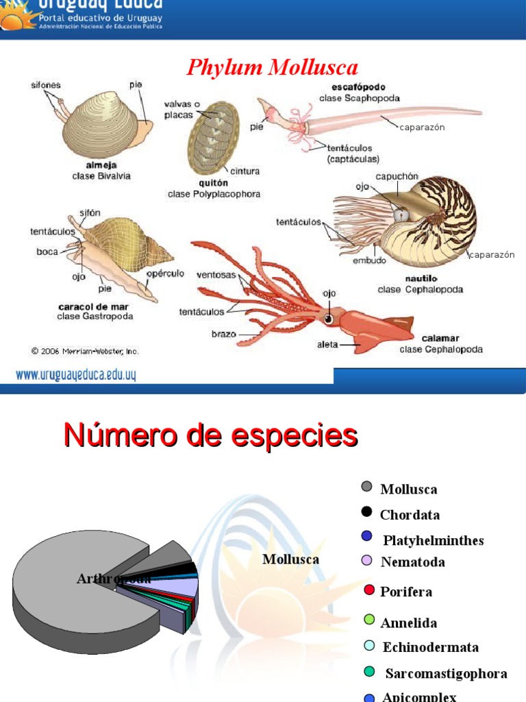 Filo Moluscos Def | Moluscos | Protostomas