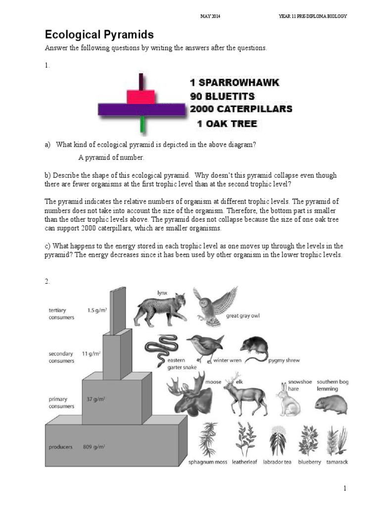 Questions Energy Flow Pyramids | Download Free PDF | Nature