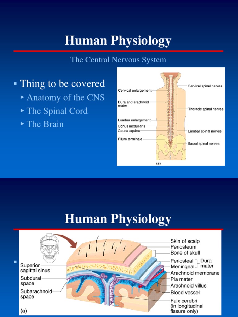 Anatomy of the Central Nervous System | PDF | Brainstem | Central ...