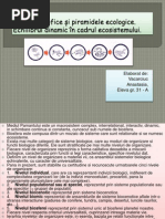 Lanțuri Și Rețele Trofice | PDF