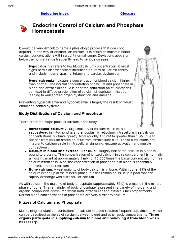 Calcium and Phosphorus Homeostasis | Calcium In Biology | Homeostasis