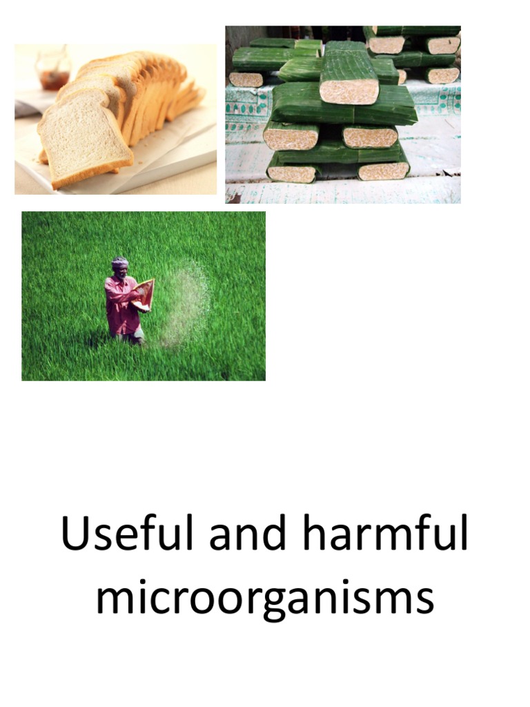 Useful Harmful Microorganisms | PDF