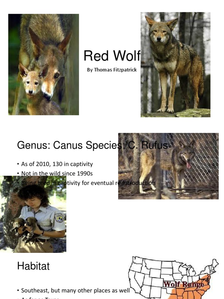 Red Wolf: Endangered Species Overview | PDF
