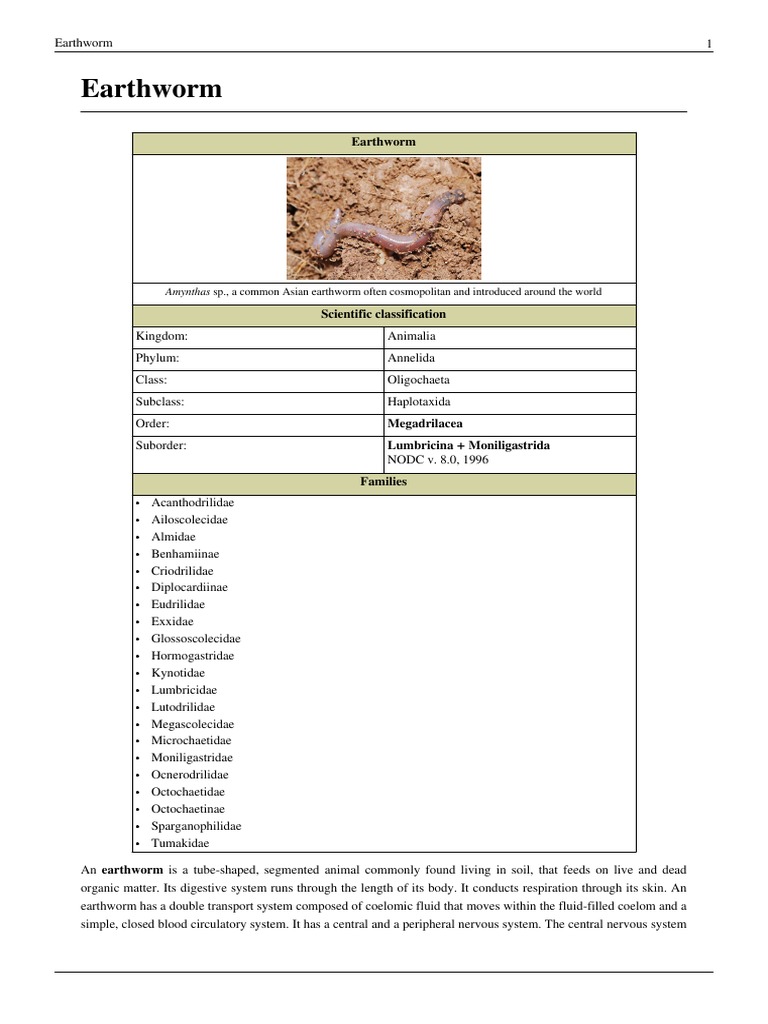 Earthworm | PDF | Gastrointestinal Tract | Anatomy
