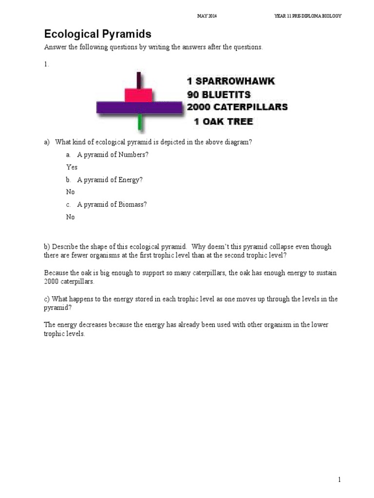 Questions Energy Flow Pyramids | PDF | Environment | Nature
