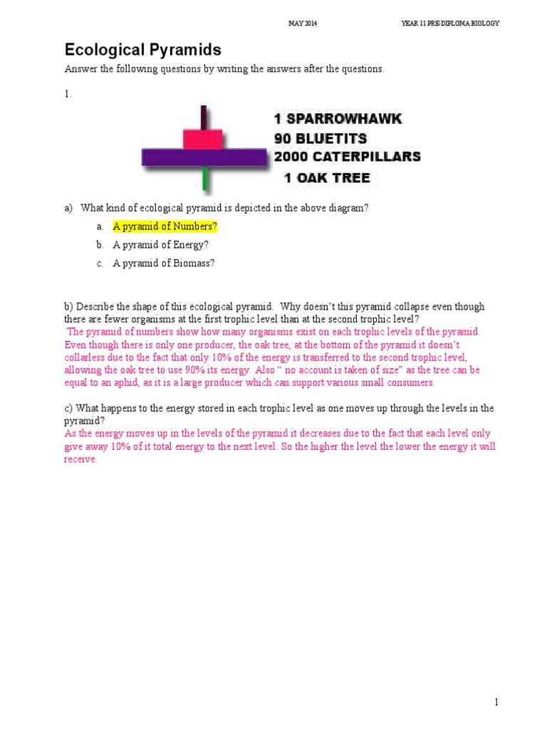 Questions Energy Flow Pyramids | PDF | Nature