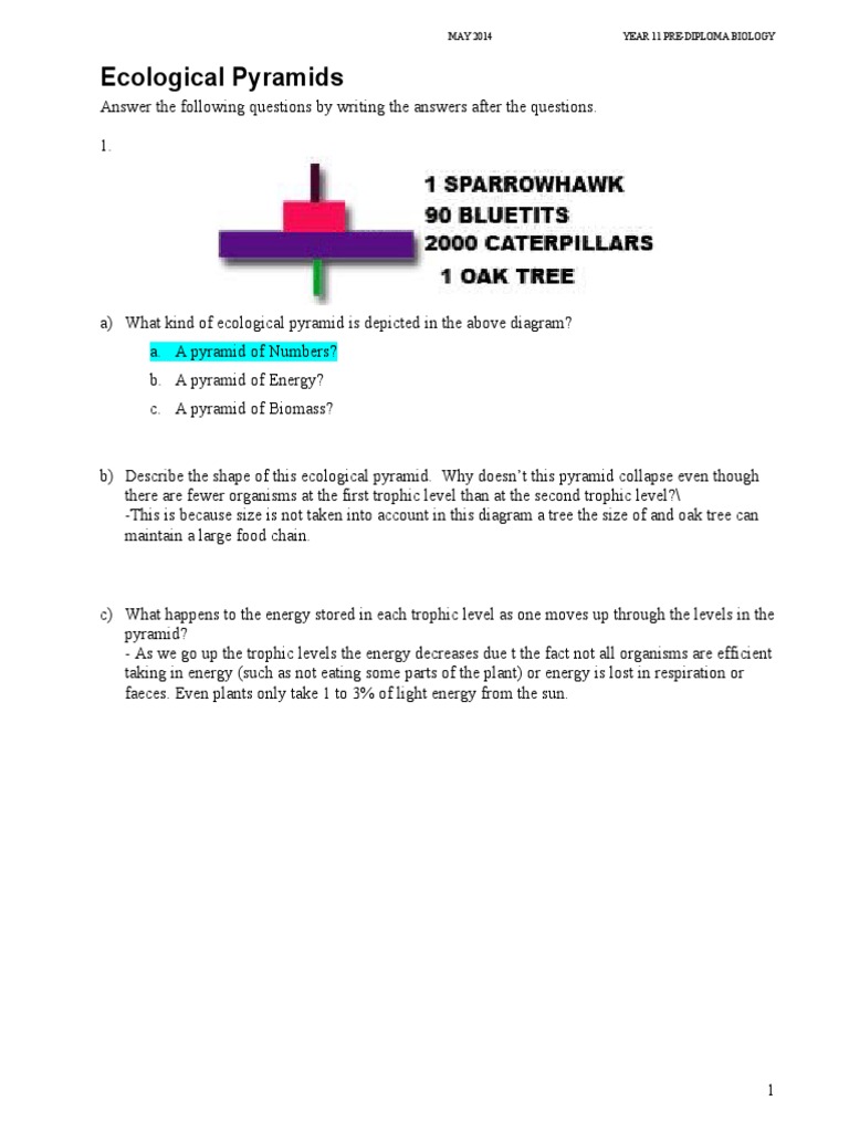 Questions Energy Flow Pyramids | PDF | Foreign Language Studies