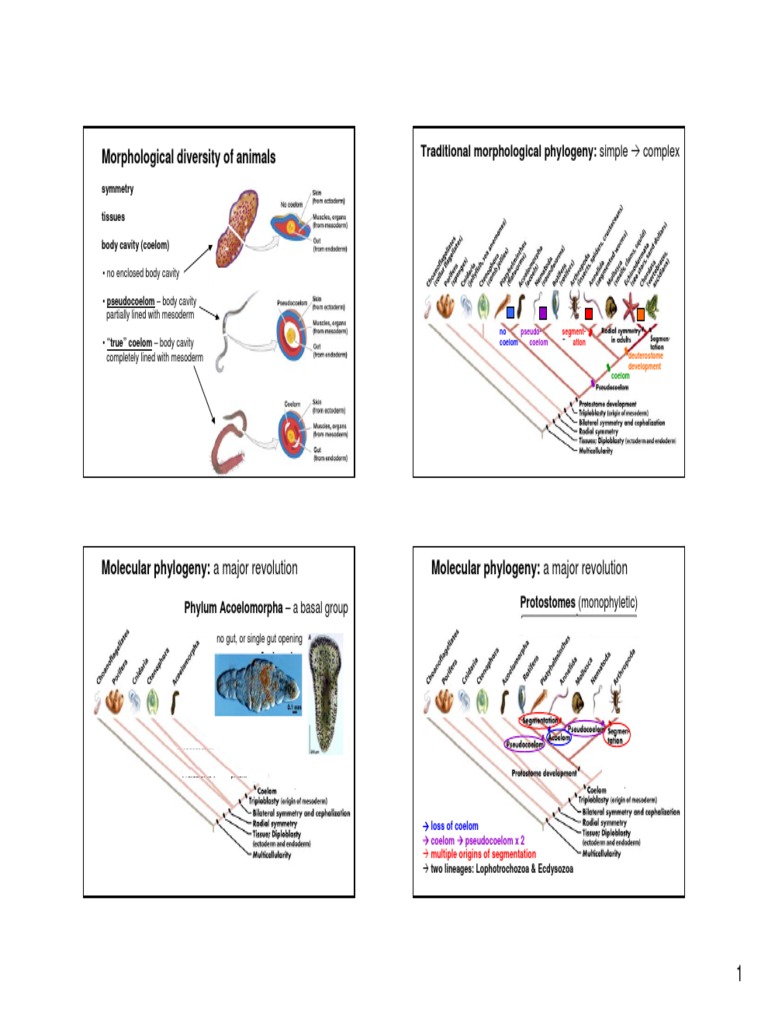 Morphological Diversity of Animals: Traditional Morphological Phylogeny ...