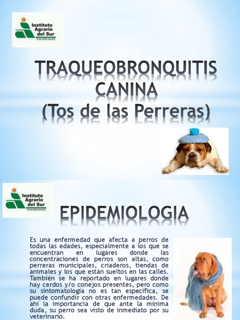 Traqueobronquitis Exposicion | PDF | Epidemiología | Inmunología