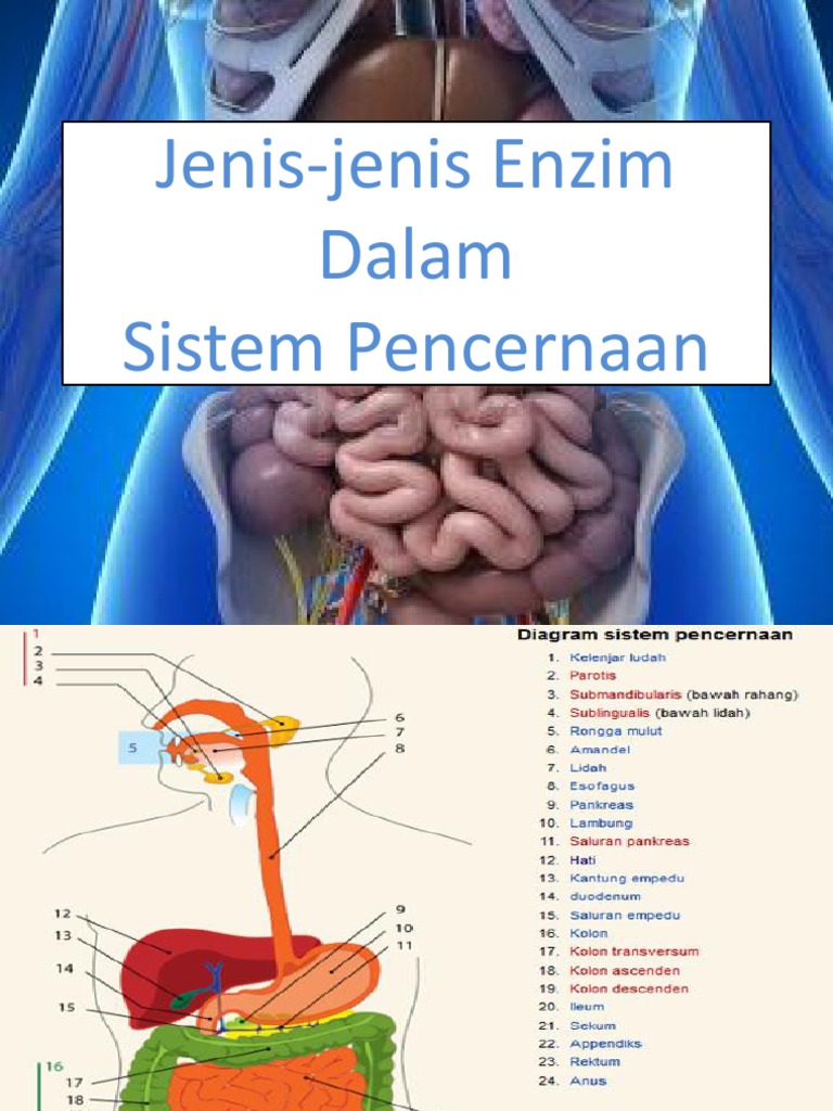 Jenis-Jenis Enzim Dalam | PDF