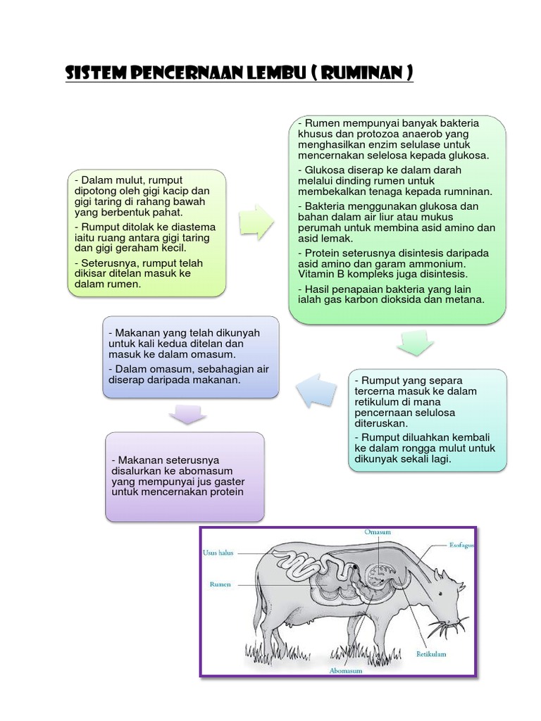 Sistem Pencernaan Lembu | PDF