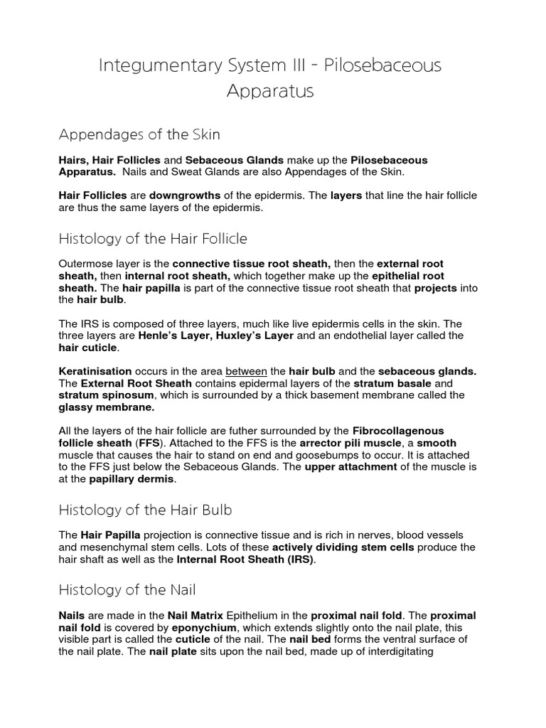 Integumentary System: Skin Appendages Overview | PDF | Skin | Epithelium
