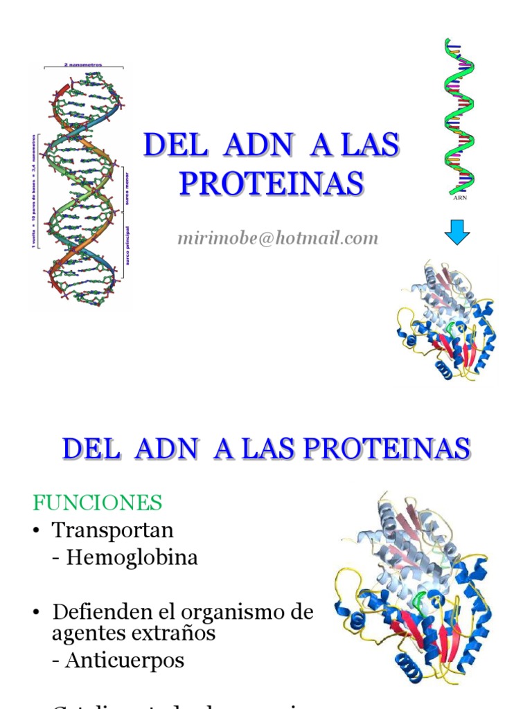 Del Adn A Las Proteinas-Arn PDF | PDF | Rna | Ribosoma