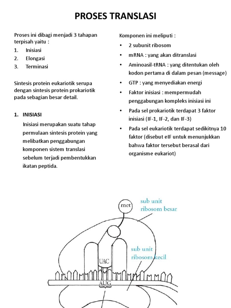 Proses Translasi | PDF