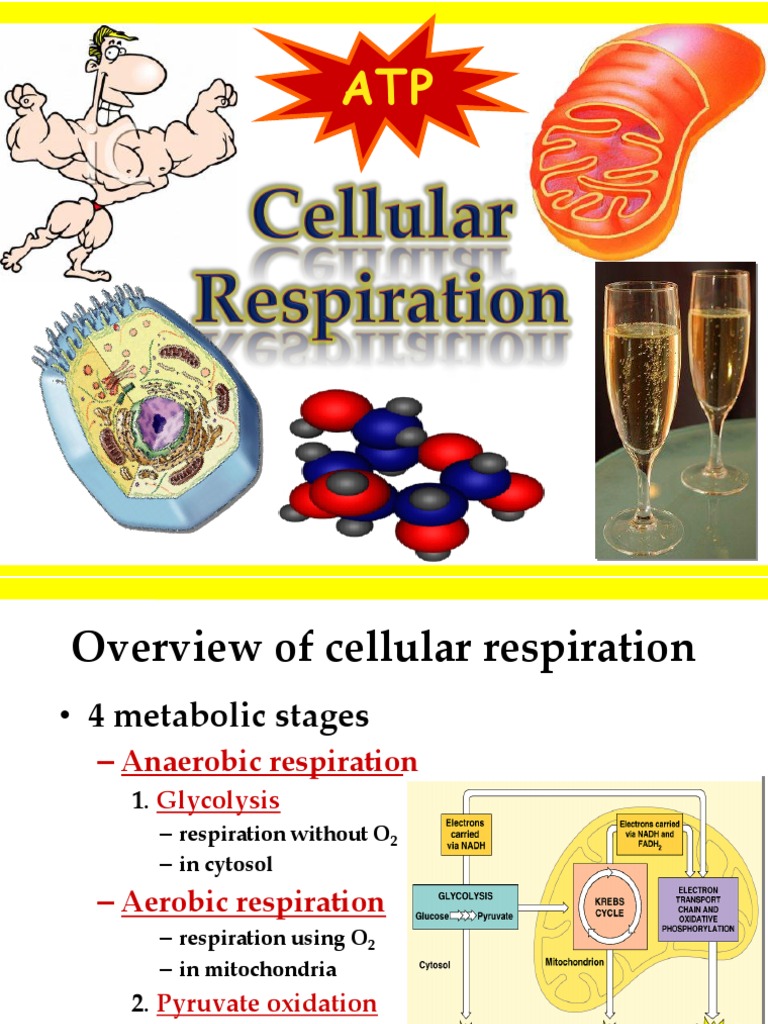 Mitochondria Cellular Respiration | PDF | Cellular Respiration ...