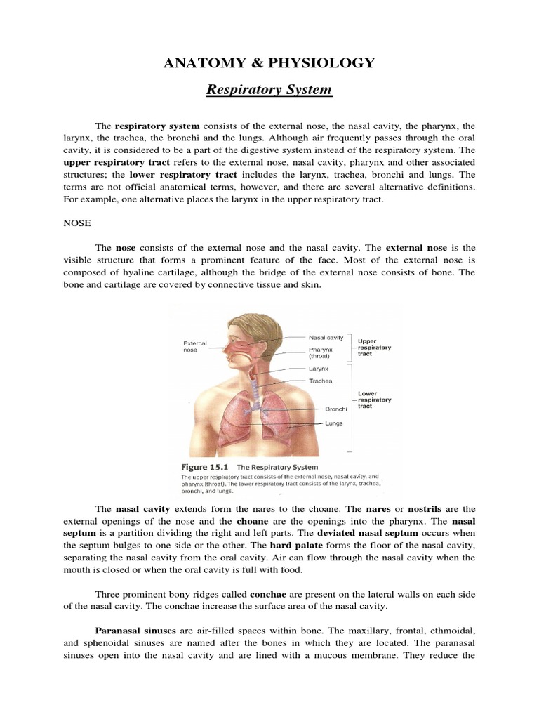 ANATOMY of Pneumonia | PDF | Larynx | Lung