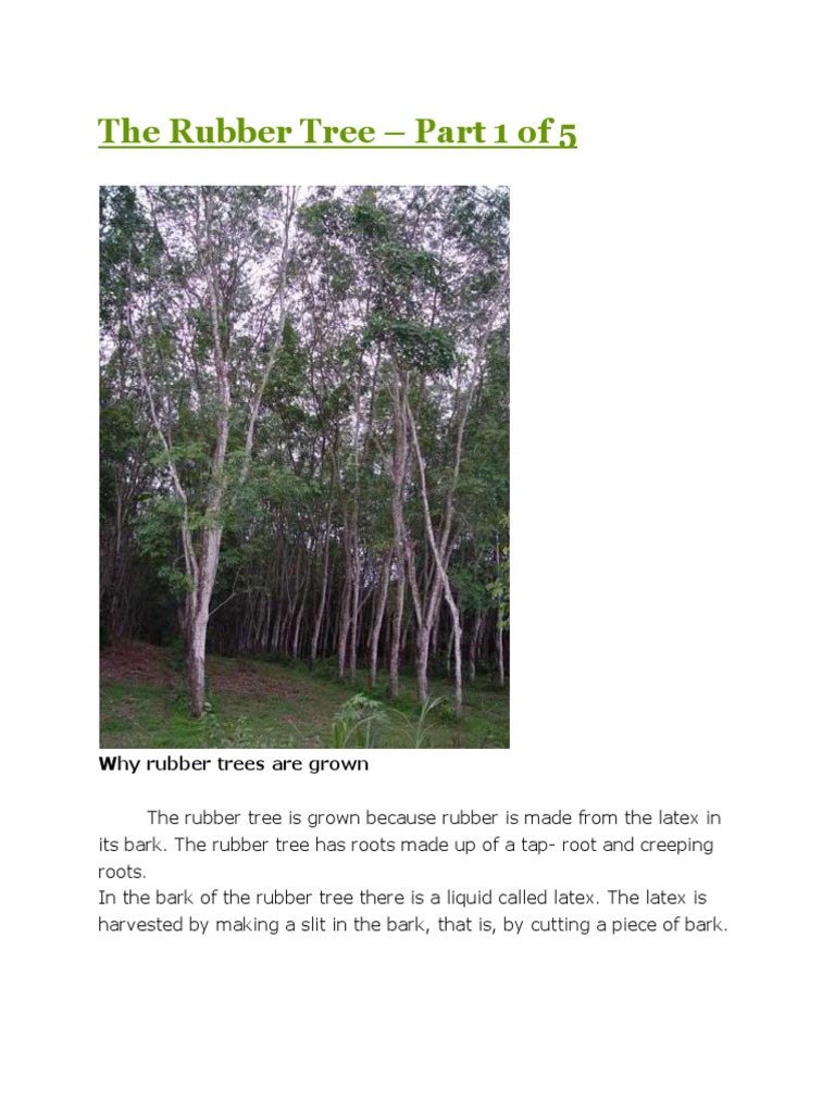 The Rubber Tree | PDF | Grafting | Plant Nursery