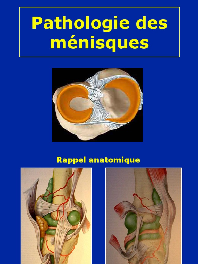 01 - Menisques | PDF | Genou | Appareil locomoteur