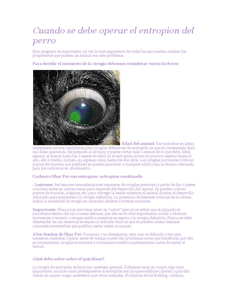 Cirugía de Entropión en Perros | PDF | Cirugía | Buldog