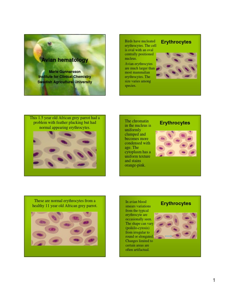 Avian Hematology | White Blood Cell | Anemia