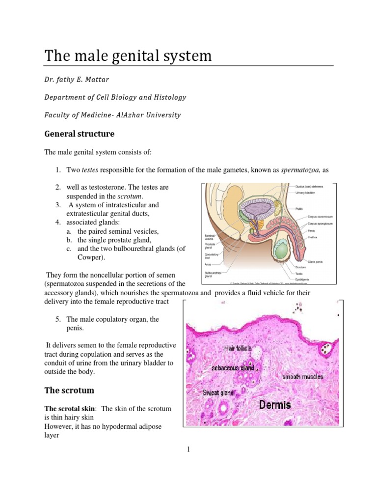 The Male Genital System | Mammal Reproductive System | Animal Anatomy