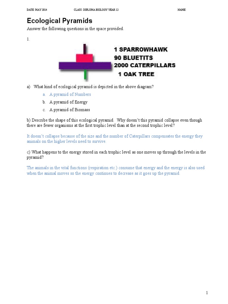 Questions Energy Flow Pyramids | PDF | Food Web | Ecology