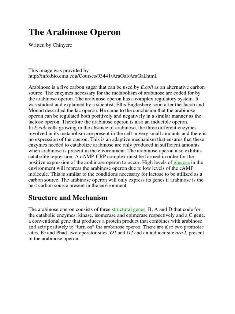 Arabinose Operon Regulation & Structure | PDF | Operon | Gene