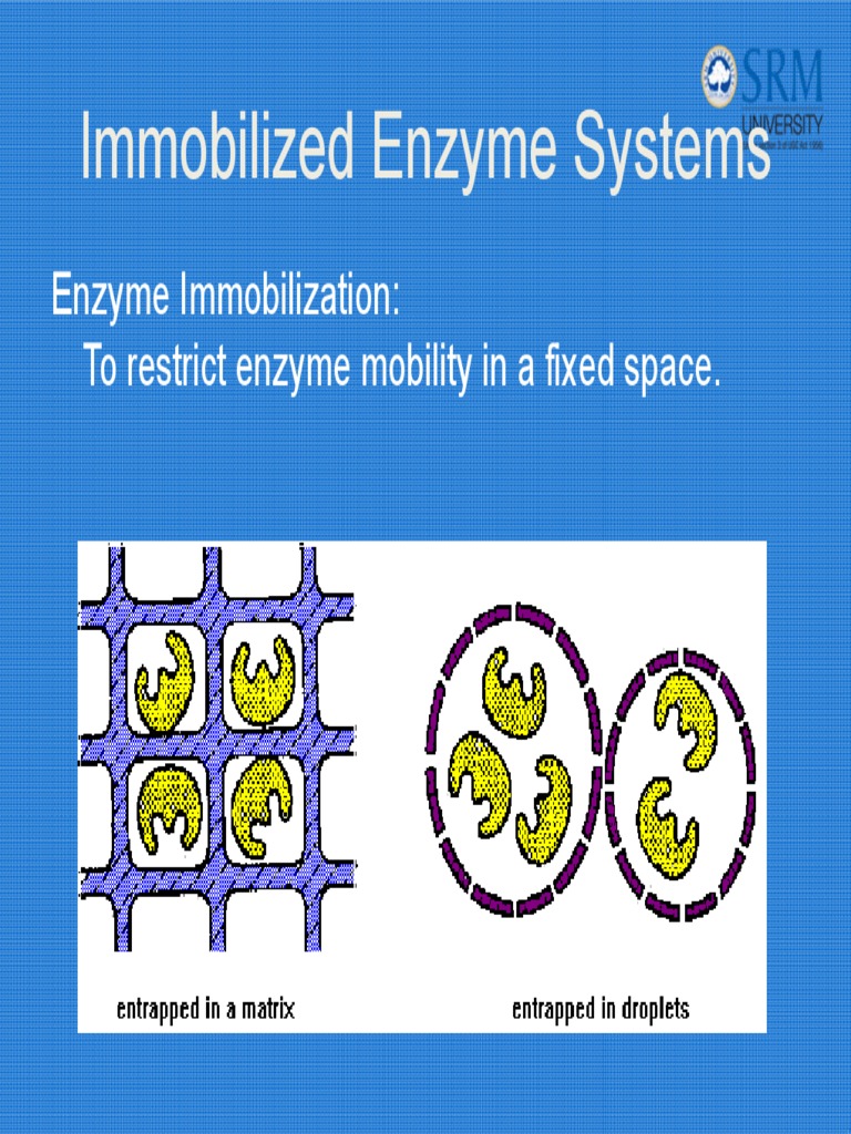 Immobilized Enzyme Systems: Enzyme Immobilization: To Restrict Enzyme ...