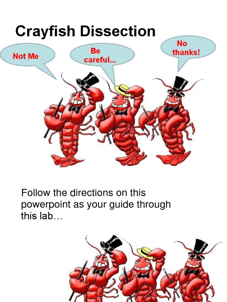 Crayfish Digestive System