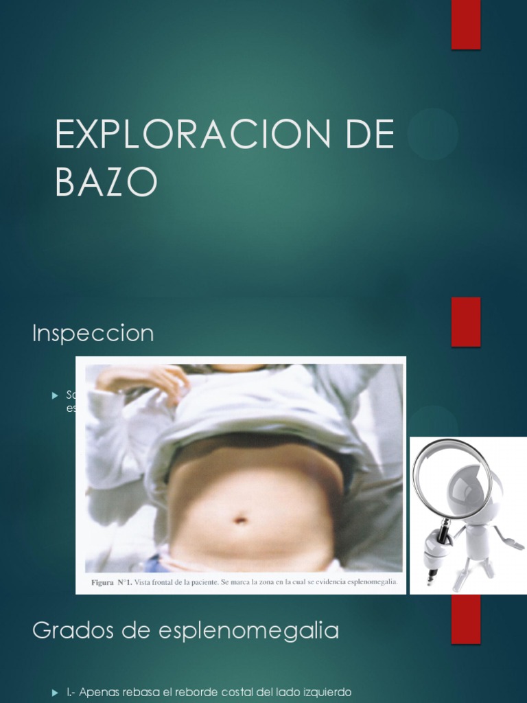 Exploracion de Bazo | PDF | Intestino grueso | Especialidades Medicas