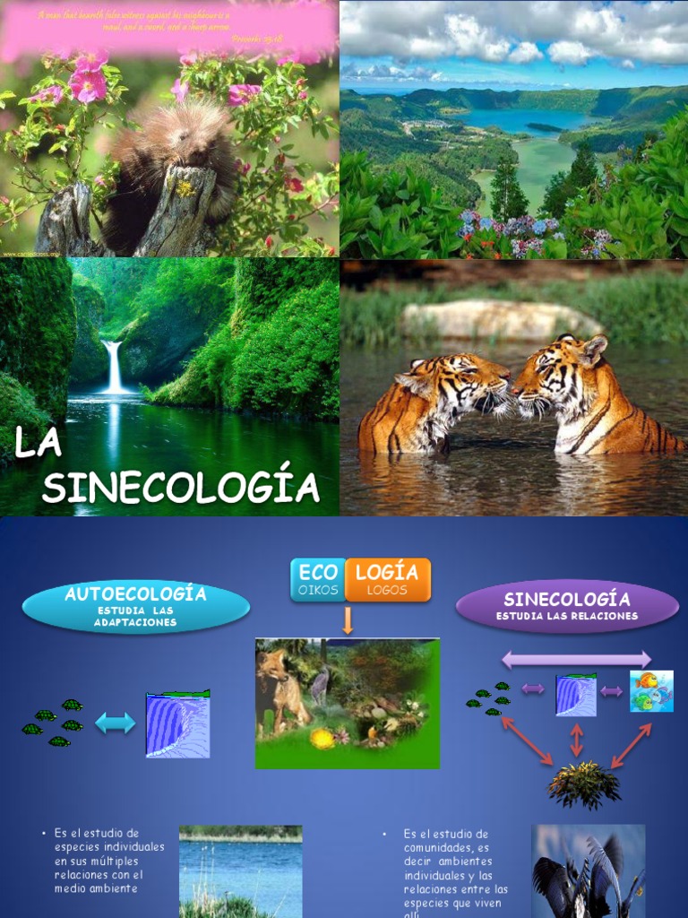 Ecología: Relaciones y Ciclos Energéticos | PDF