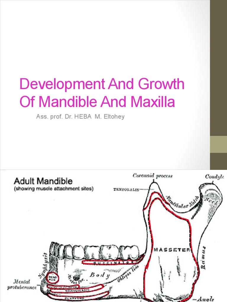 Development & Growth of Mandible | PDF | Animal Anatomy ...