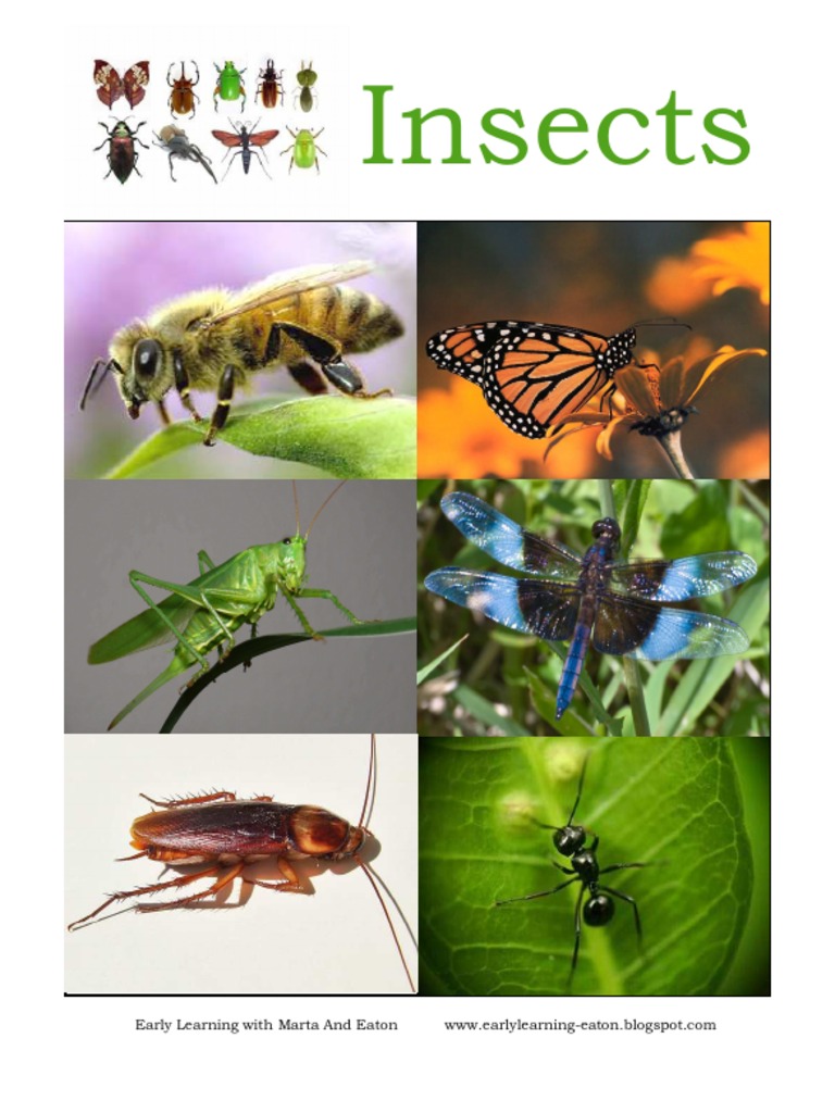 Insects | PDF | Insects | Coccinellidae