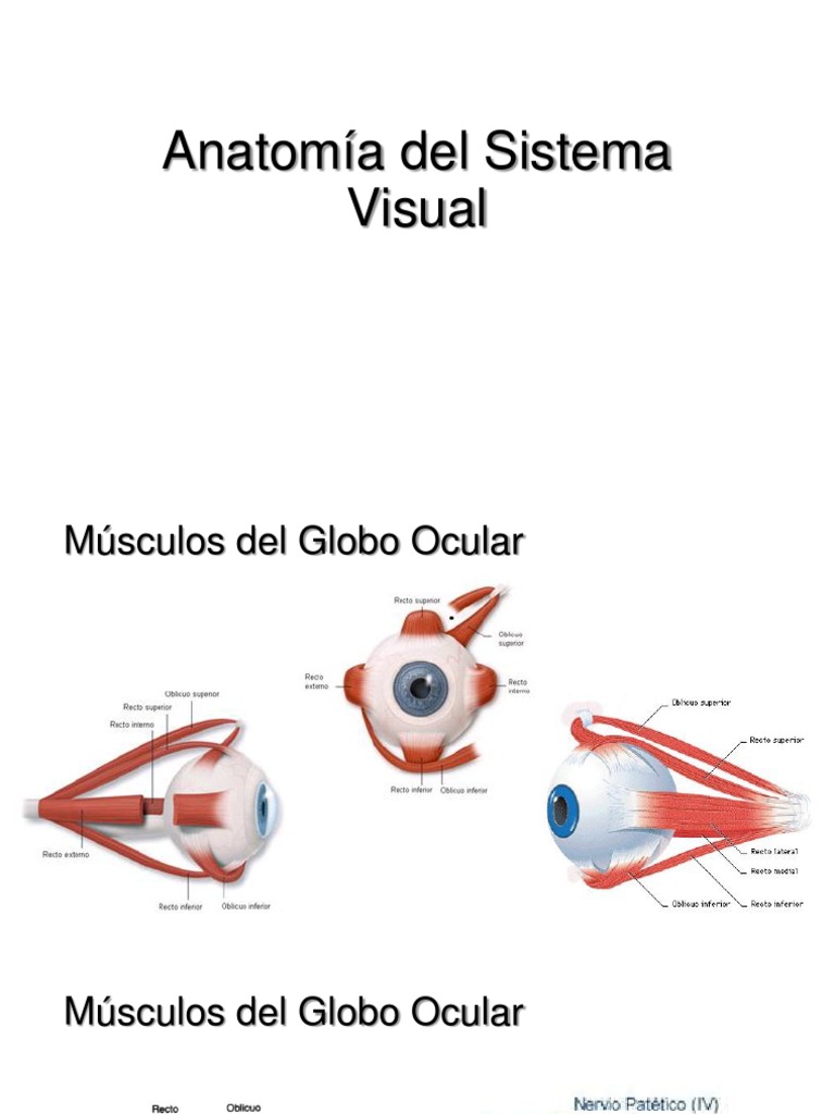 Anatomía Del Sistema Visual | PDF