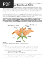 Flower Dissection Lab Activity Guide | PDF | Flowers | Petal