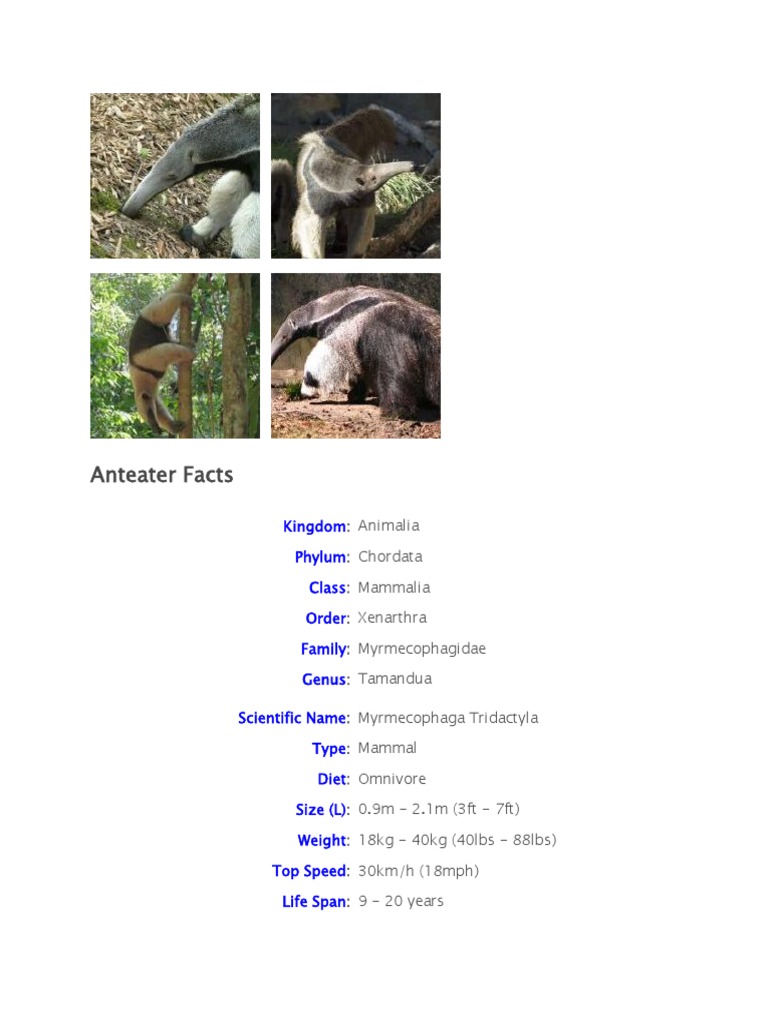 Anteater Facts: Kingdom Phylum Class Order Family Genus Scientific Name ...