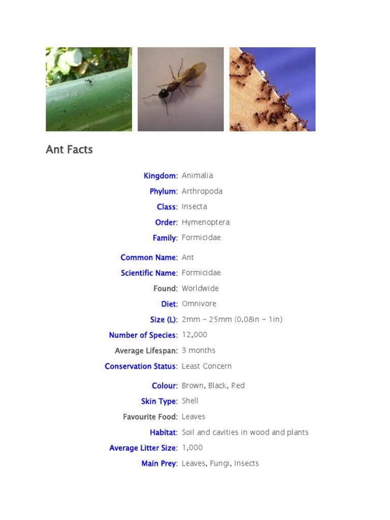 Ant Facts: Kingdom Phylum Class Order Family Common Name Scientific ...