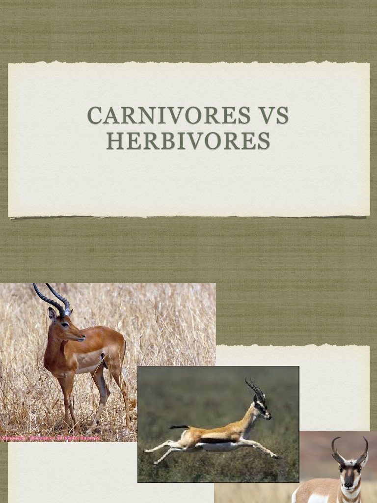 Carnivores VS Herbivores | PDF | Predation | Antelope