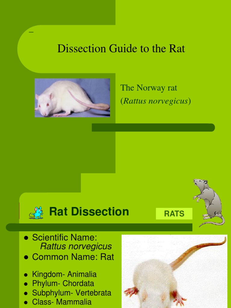 Dissection Guide To The Rat | PDF | Nervous System | Central Nervous System