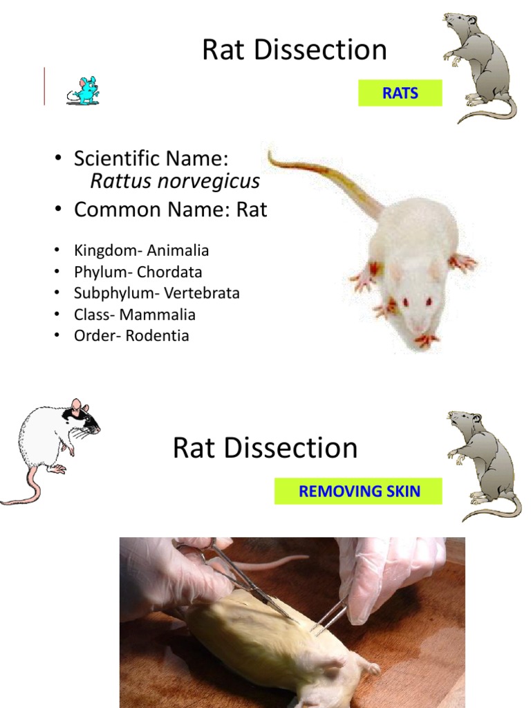 How To Dissect Rat | PDF | Anatomical Terms Of Location | Atrium (Heart)