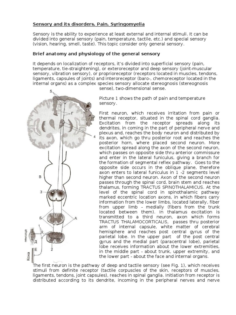 Sensory and its disorders | Spinal Cord | Somatosensory System