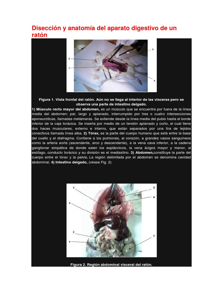 Disección y Anatomía Del Aparato Digestivo de Un Ratón | Abdomen | Tórax
