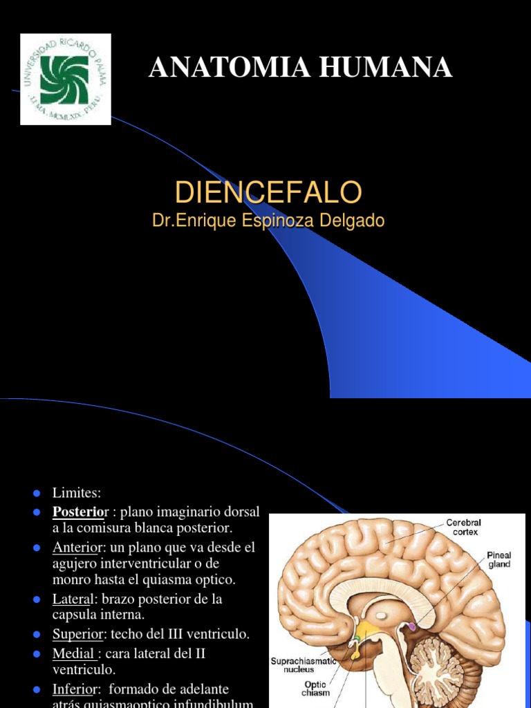 Diencefalo - Anatomia I | PDF | Tálamo | Hipotálamo