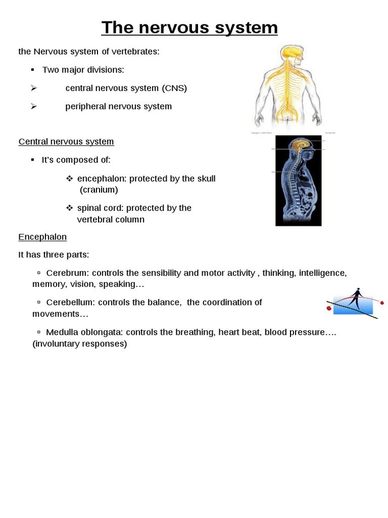 Nervous System | PDF | Nervous System | Central Nervous System