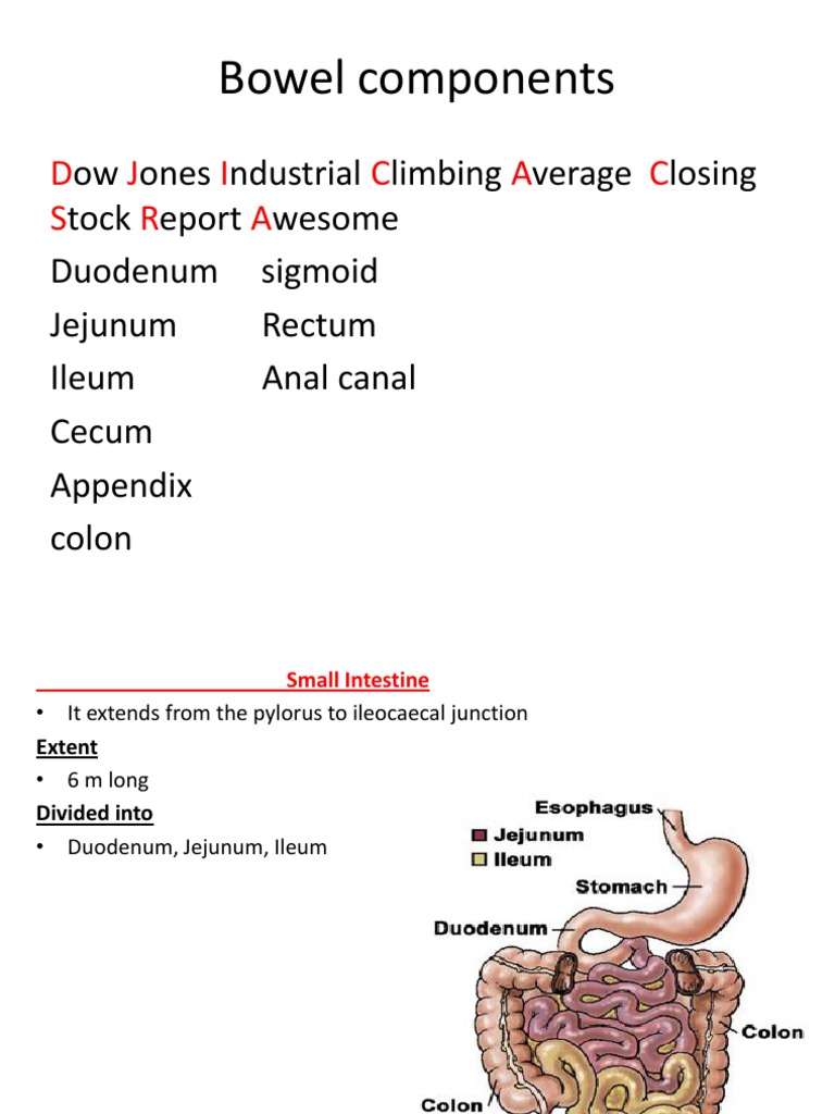 Small Intestine | PDF | Pancreas | Anatomy