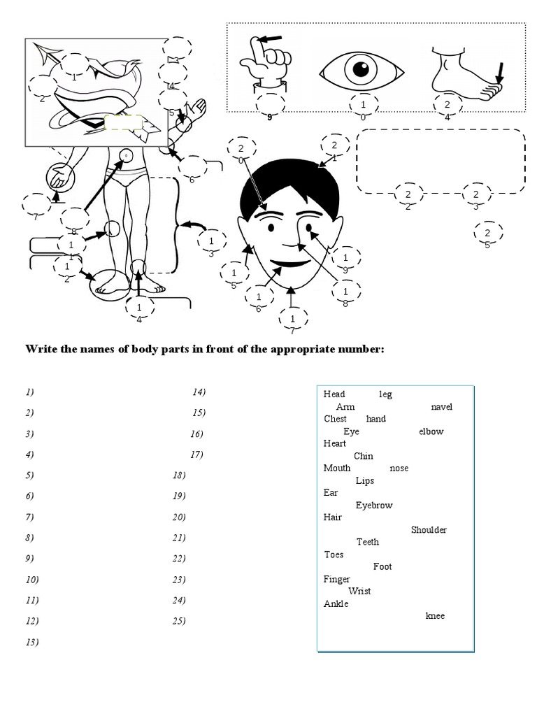 Write The Names of Body Parts in Front of The Appropriate Number | PDF