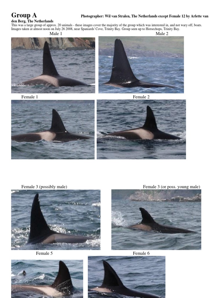 North Atlantic - Newfoundland Orca ID | PDF | Calf | Cetaceans